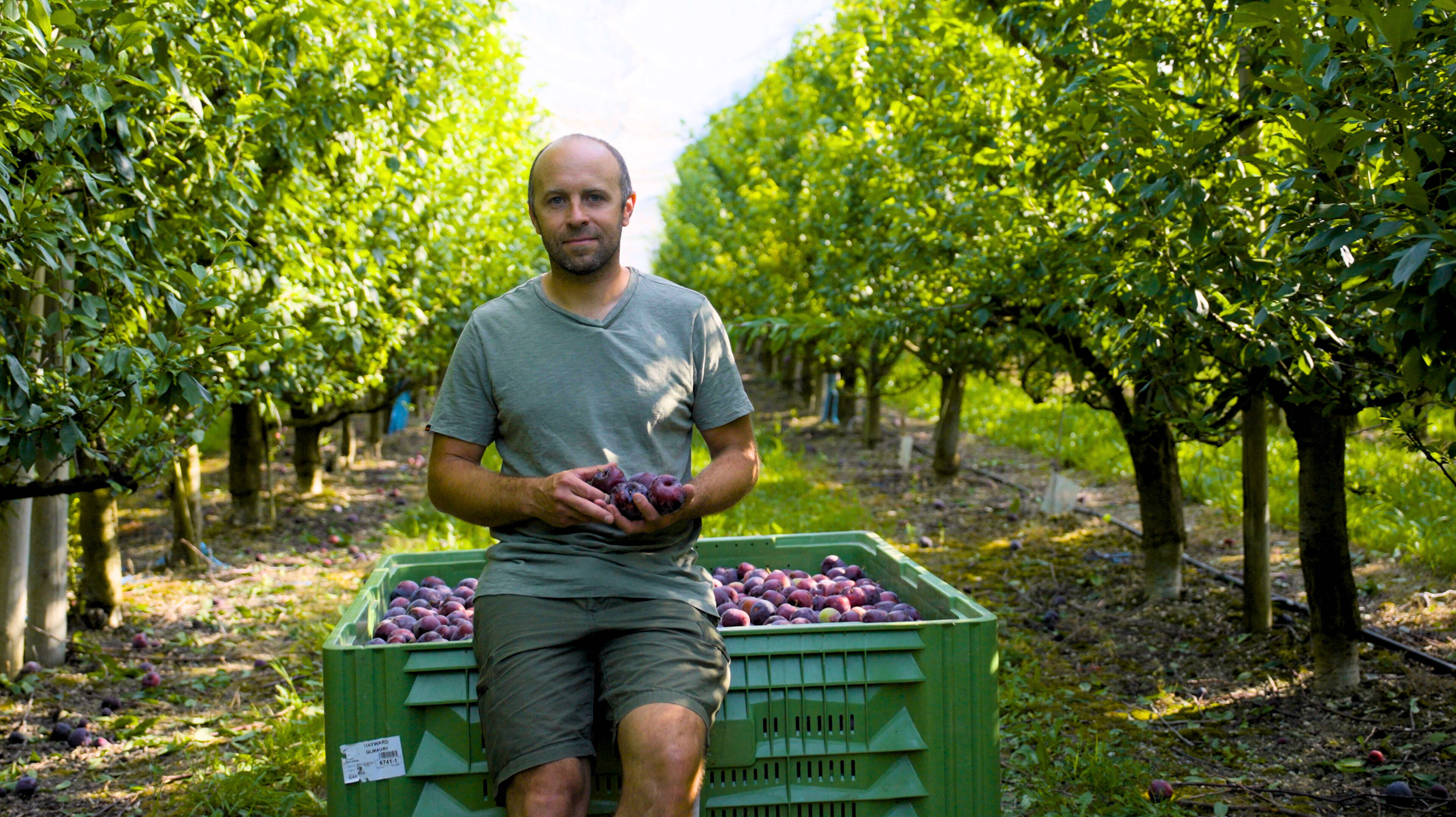 Du verger à la table : L’histoire de la prune française | Taste France ...